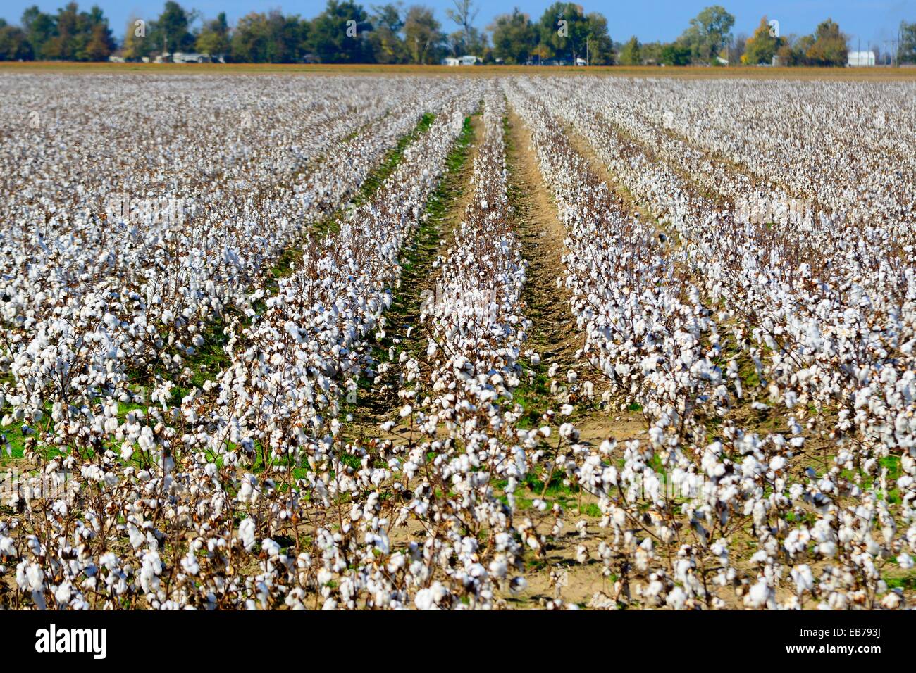 Cotton field and farmer hi-res stock photography and images - Alamy