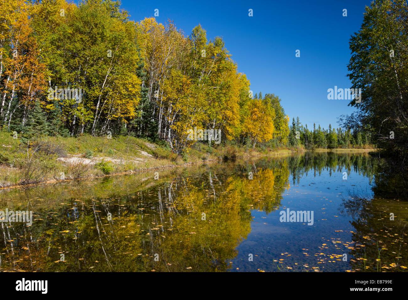 A small forest marsh and fall foilage color near Cranberry Portage ...