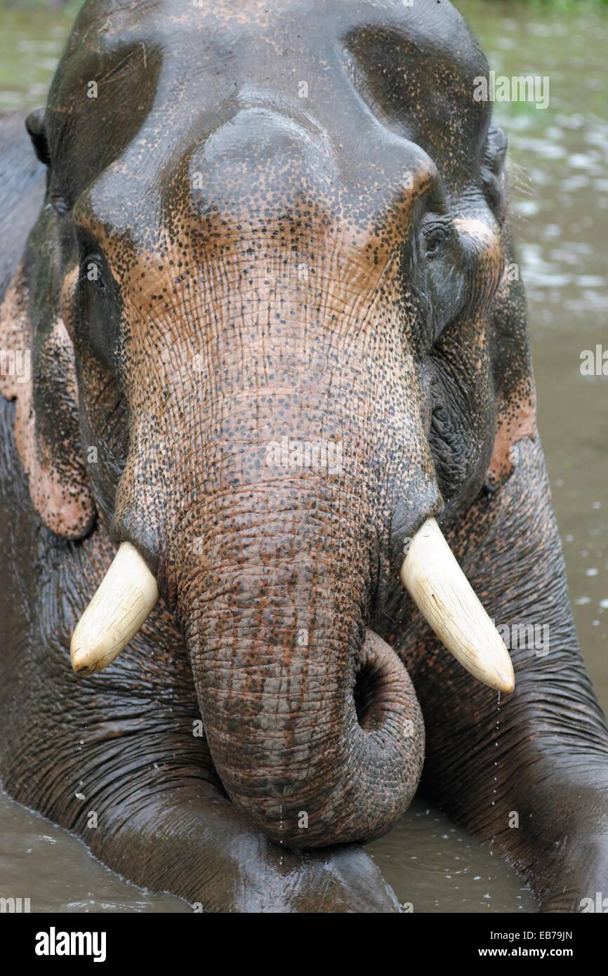 Myanmar Katha High Resolution Stock Photography and Images - Alamy