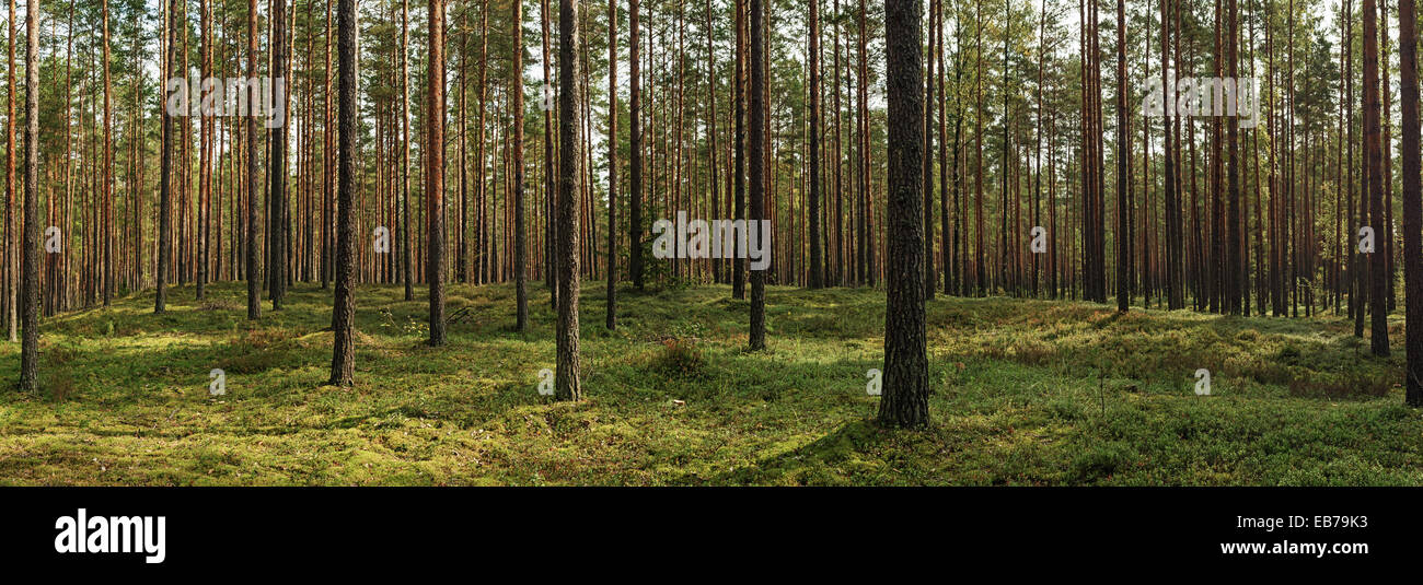 Pine forest panorama Stock Photo - Alamy