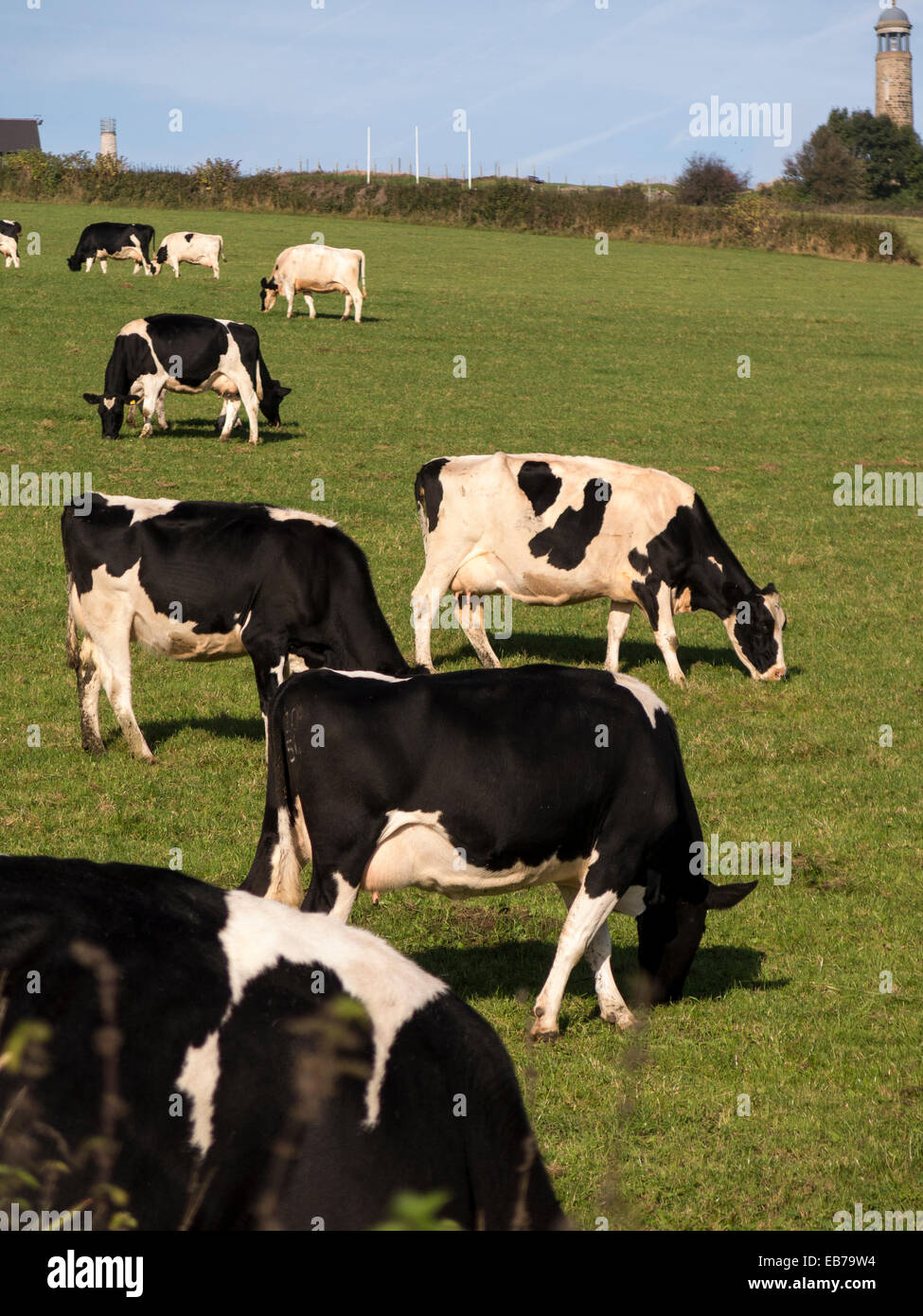 cows near matlock,derbyshire,uk Stock Photo - Alamy