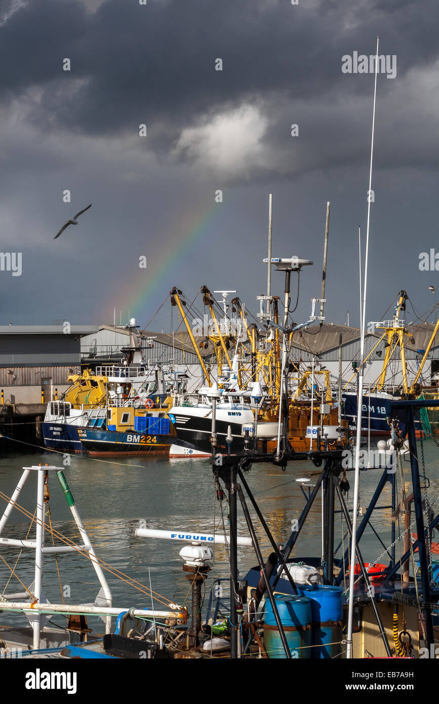 Inshore fish species hi-res stock photography and images - Alamy