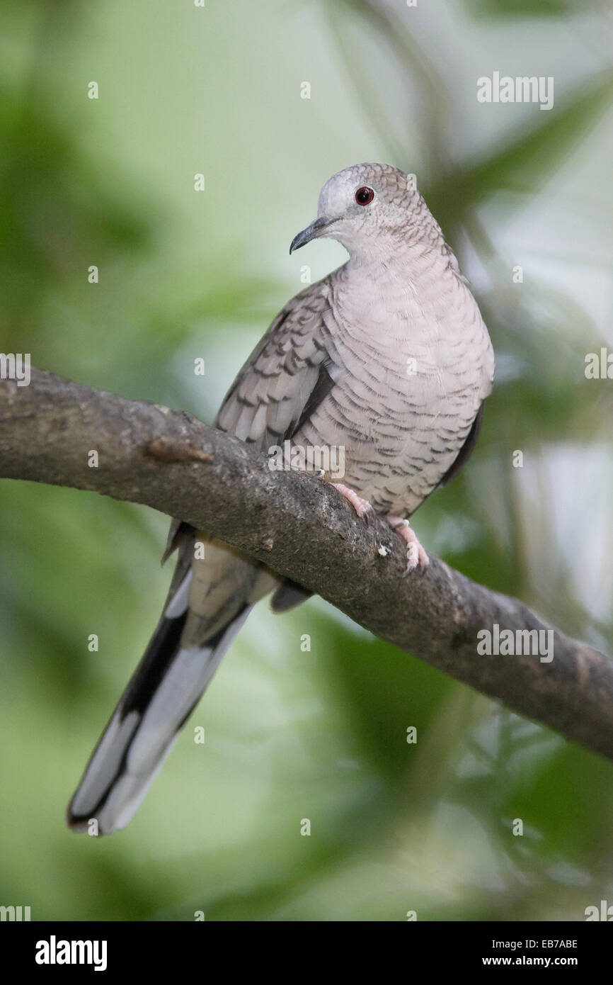 Inca dove columbina inca hi-res stock photography and images - Alamy
