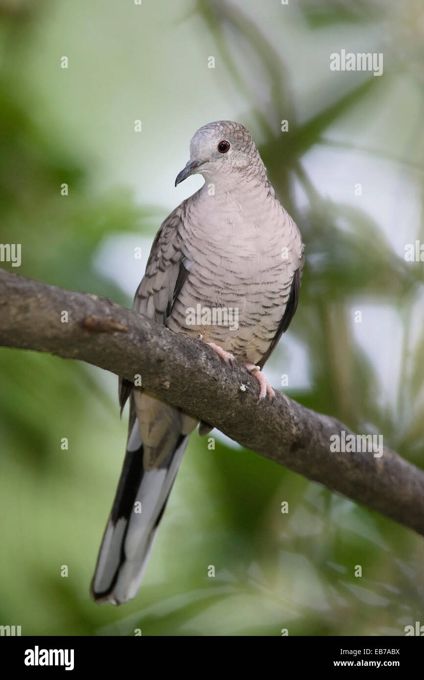 Inca doves hi-res stock photography and images - Alamy