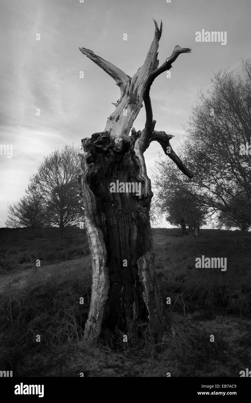 Black and white country park tree landscape in Autumn Sun Stock Photo ...