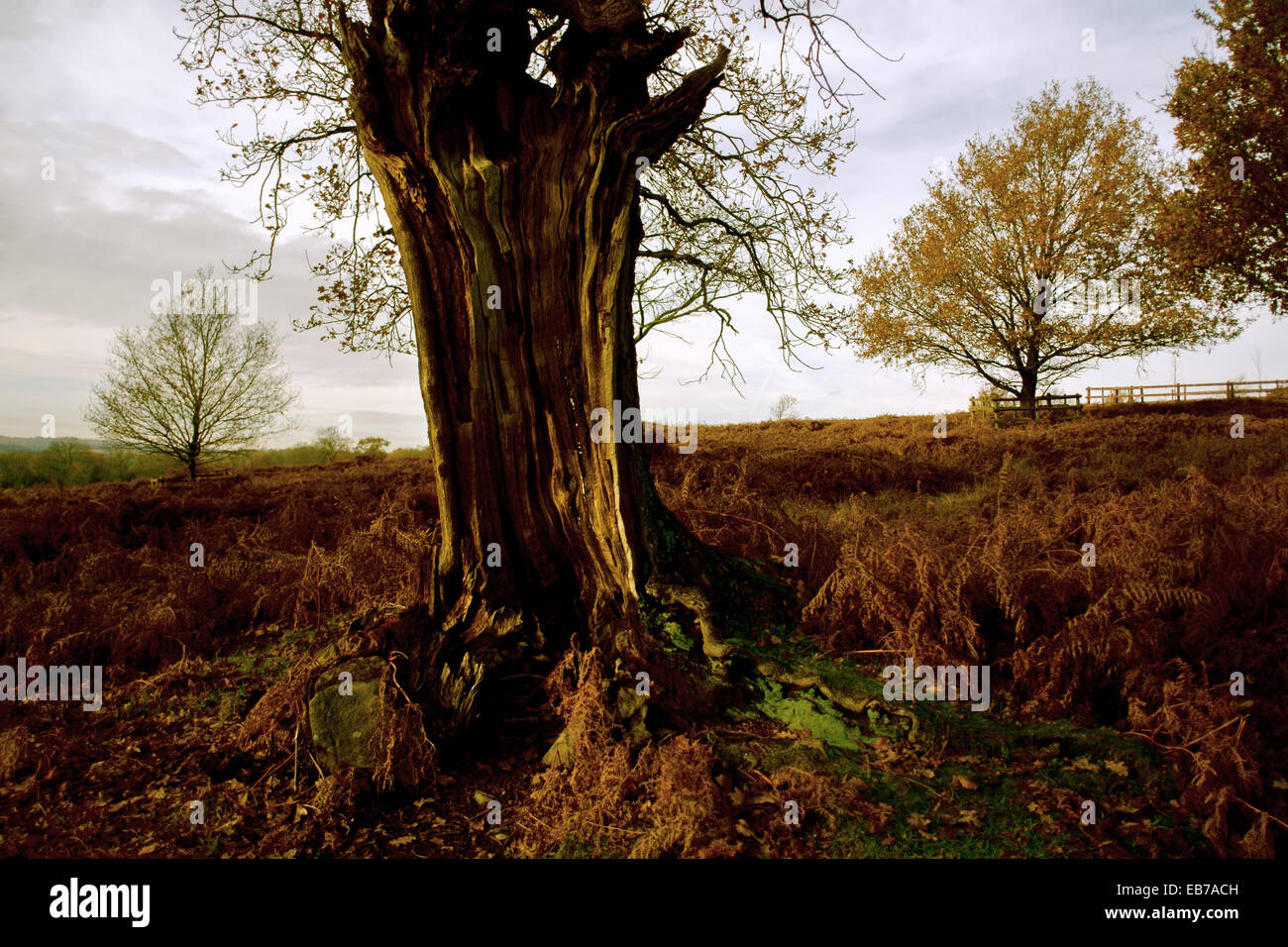 Country park tree landscape in Autumn Sun Stock Photo - Alamy