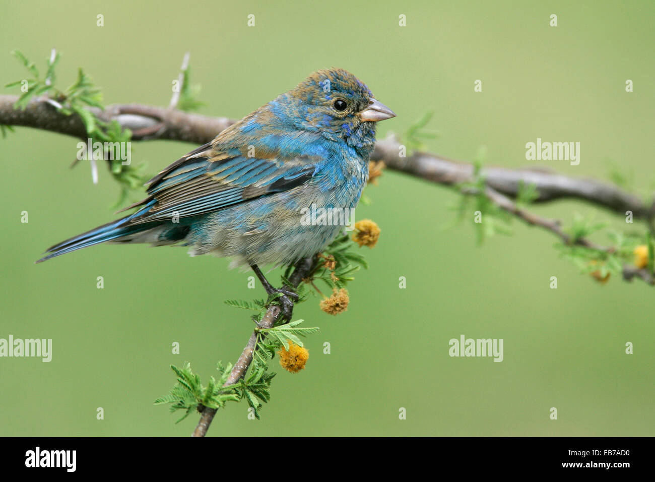 Male indigo buntings hi-res stock photography and images - Alamy
