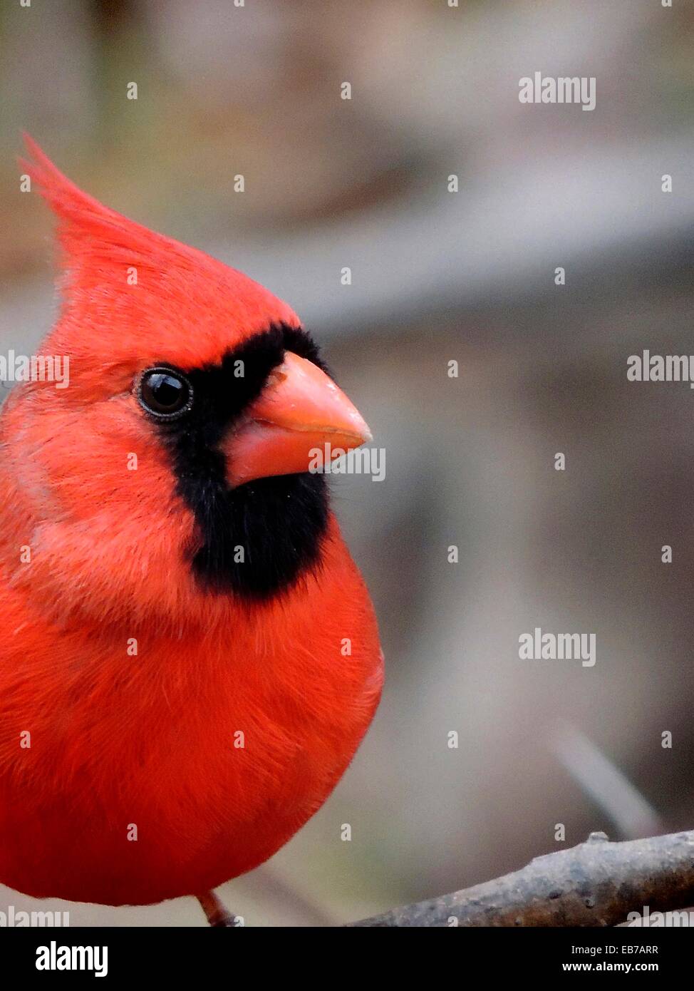 A male Northern cardinal (Cardinalis cardinalis) pauses on a branch ...