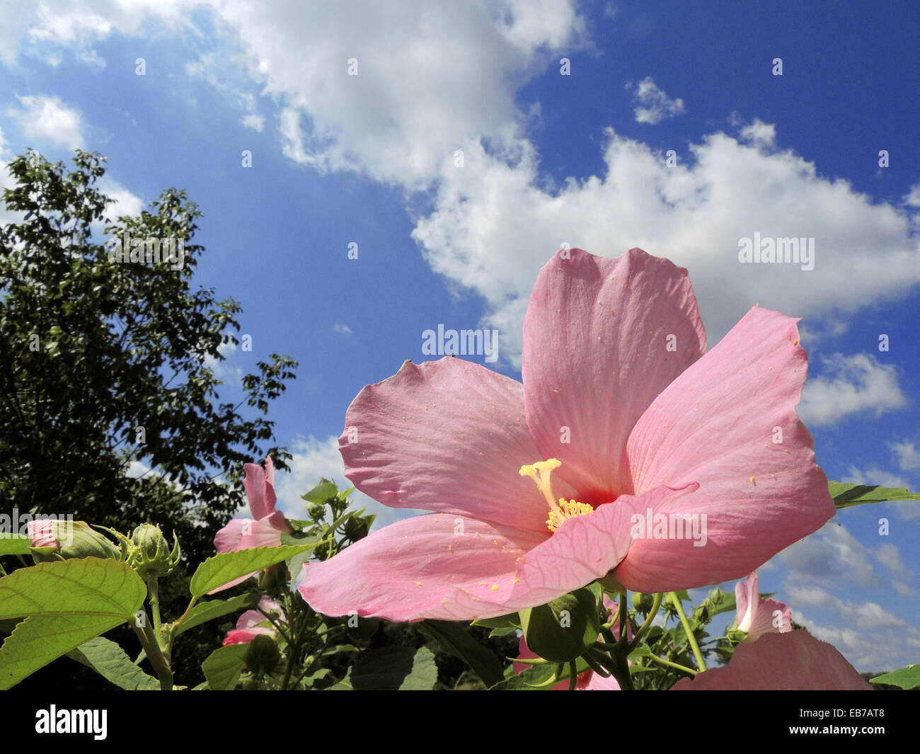 A swamp rose mallow flower seems to worship the sun, Pennsylvania, USA ...