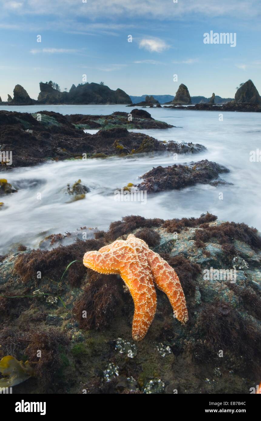 Starfish underwater pacific northwest hi-res stock photography and ...