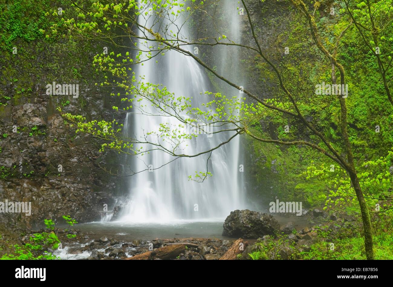Double Falls, Silver Falls State Park, Oregon Stock Photo - Alamy