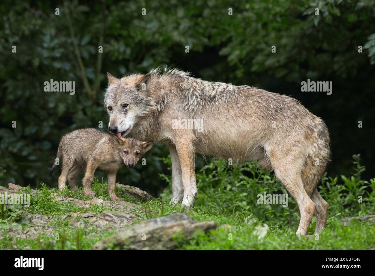 Wolf cub licking hi-res stock photography and images - Alamy