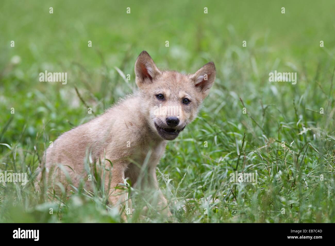 Timber Wolf Cub (Canis lupus lycaon) in Game Reserve, Bavaria, Germany ...