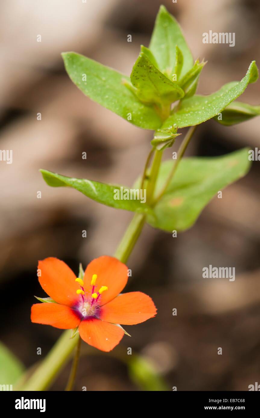 Anagallis flowers hi-res stock photography and images - Alamy