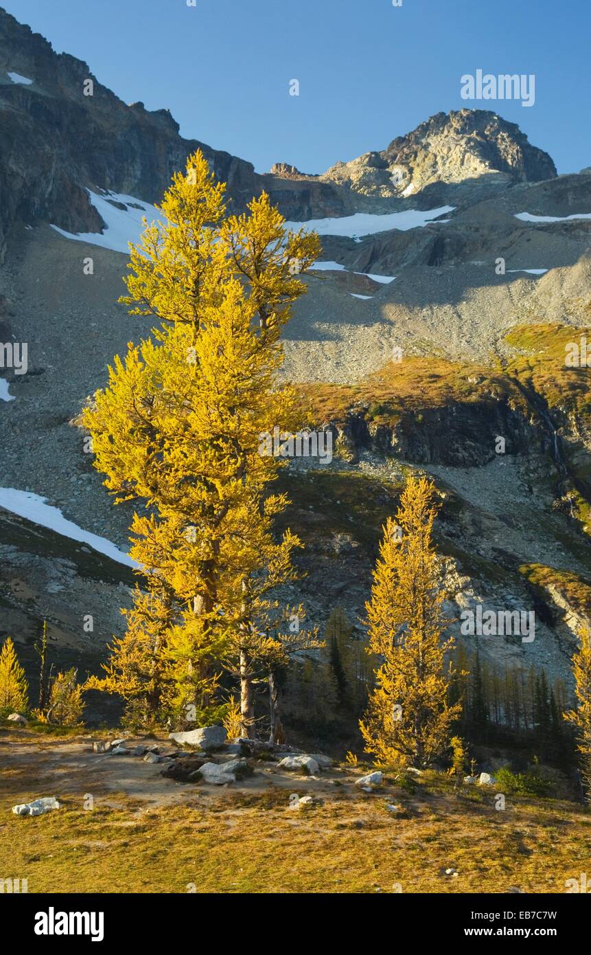 Subalpine Larch Larix lyallii, Black Peak, North Cascades Washington ...