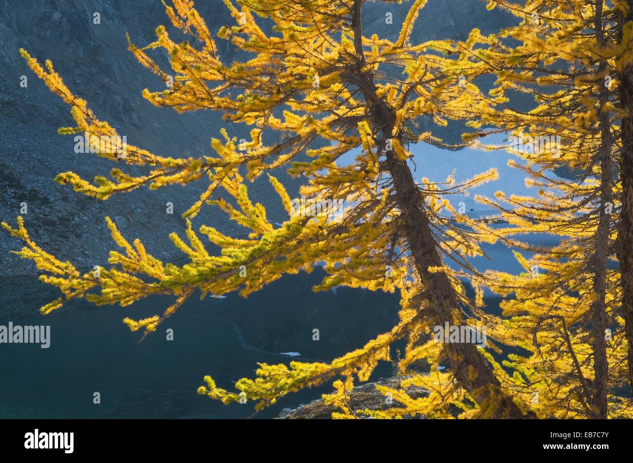 Subalpine Larch Larix lyallii at Wing Lake, North Cascades Washington ...
