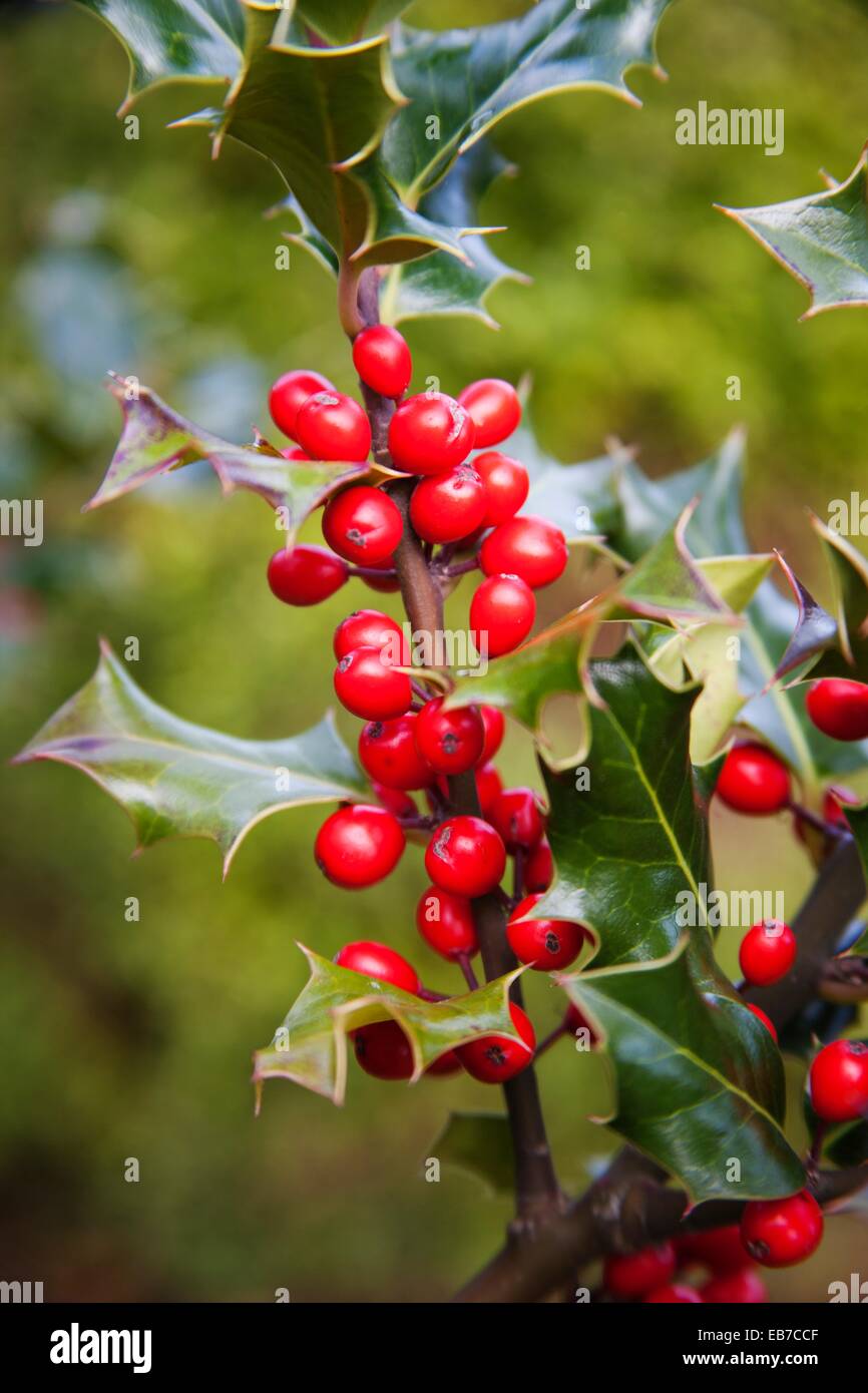 Fruit of a typical holly Christmas Stock Photo - Alamy