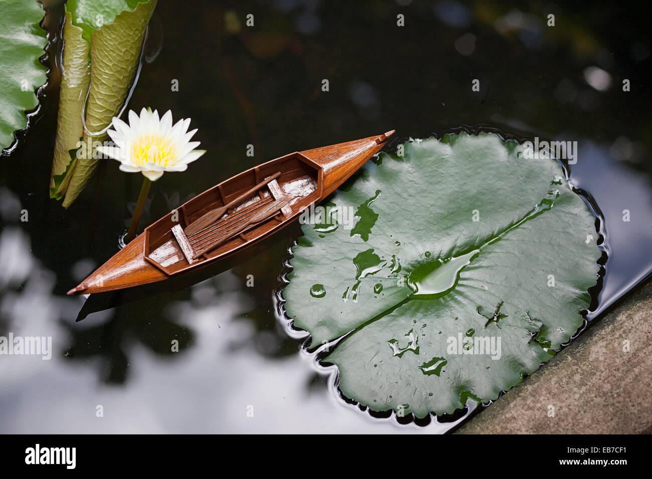 Traditional miniature teak sampan floats next to water lilies, Bangkok ...