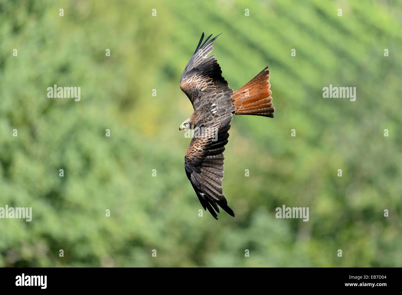 Red Kite (Milvus milvus), captive, Germany Stock Photo - Alamy