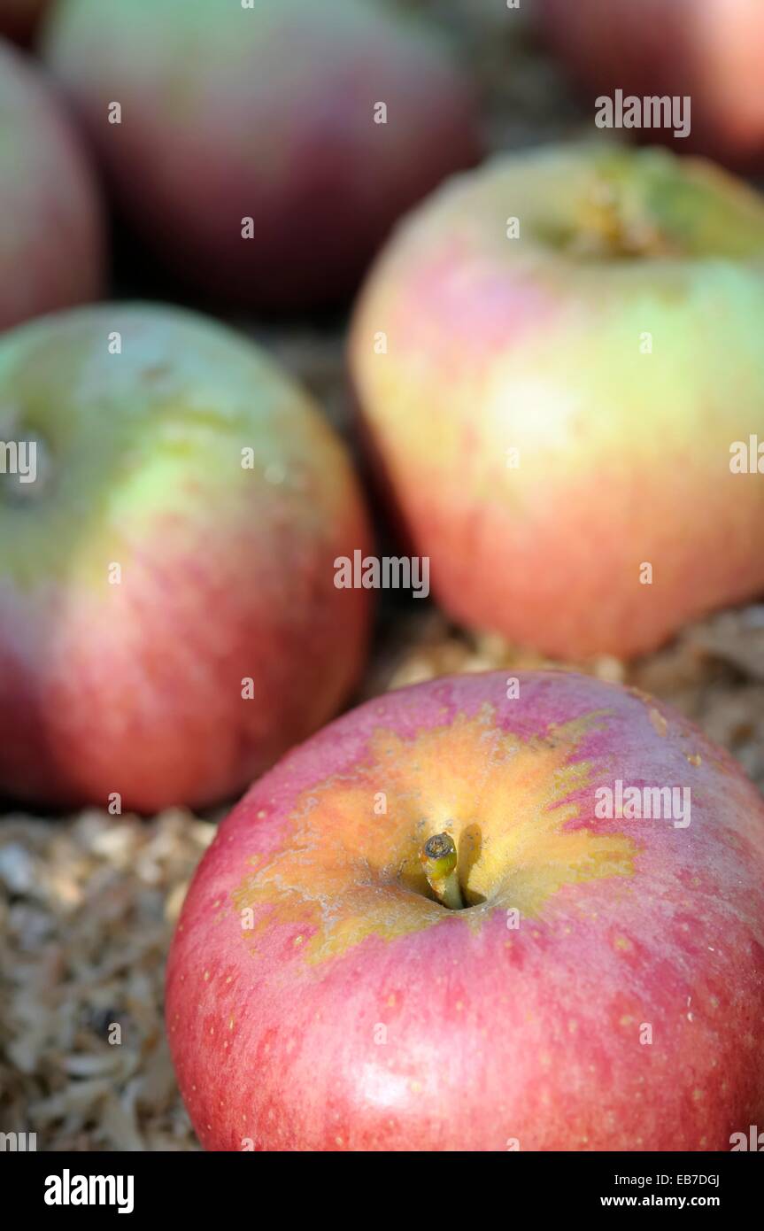 Annurca hi-res stock photography and images - Alamy