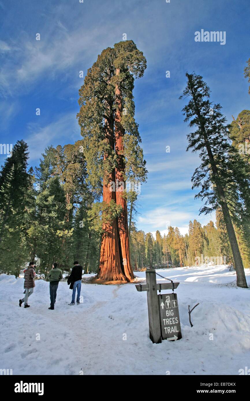 Madera vegetal hi-res stock photography and images - Alamy
