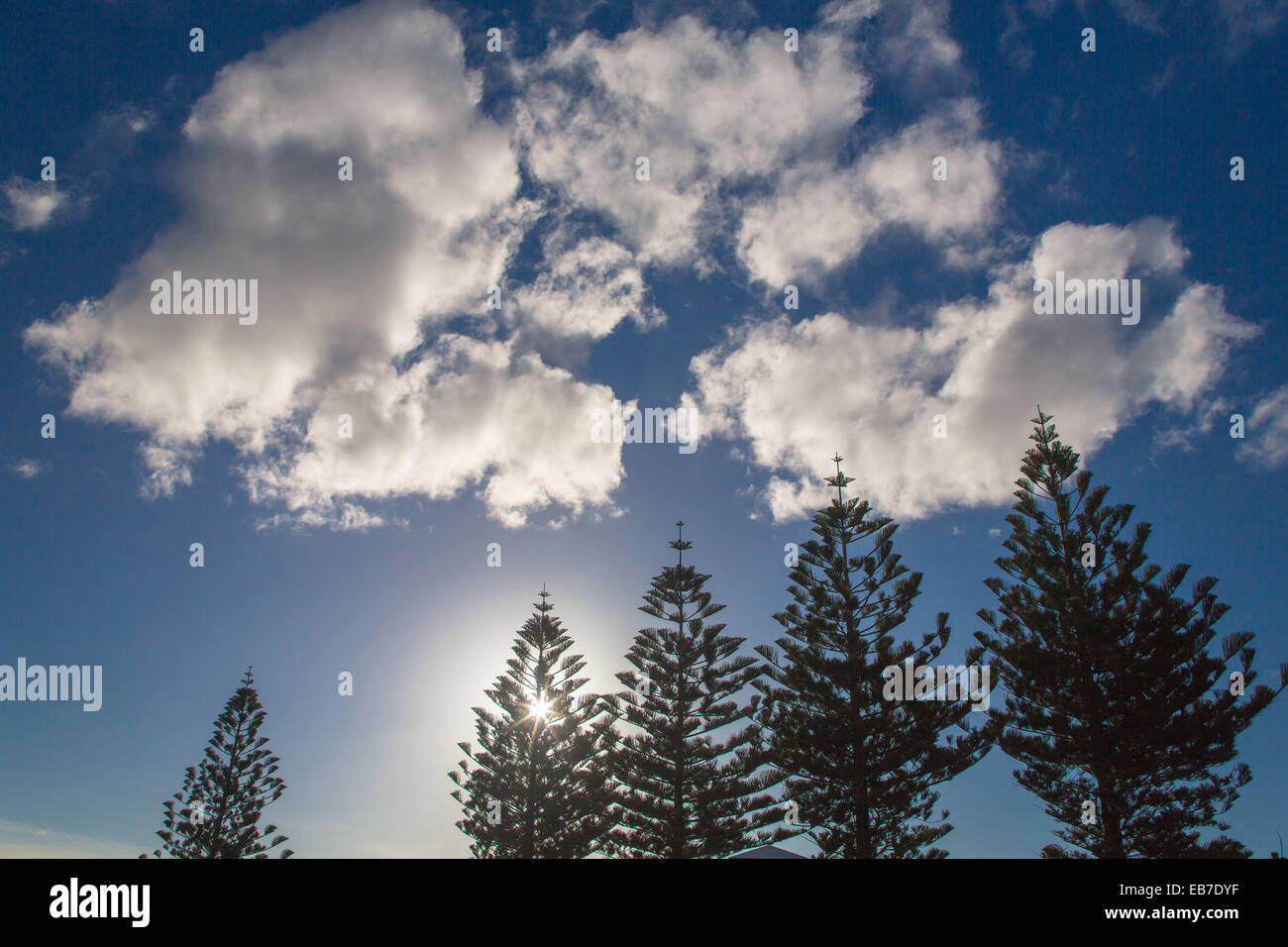 Monkey Puzzles backlit Stock Photo - Alamy