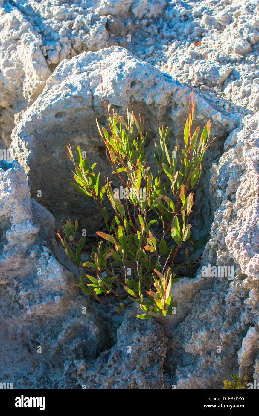 Plants In Rock Stock Photo - Alamy