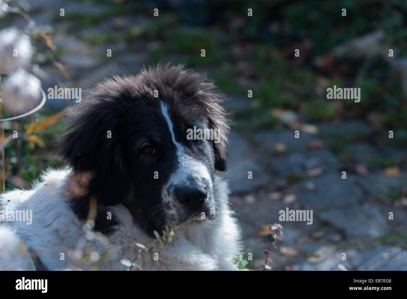 Agitated animal hi-res stock photography and images - Alamy