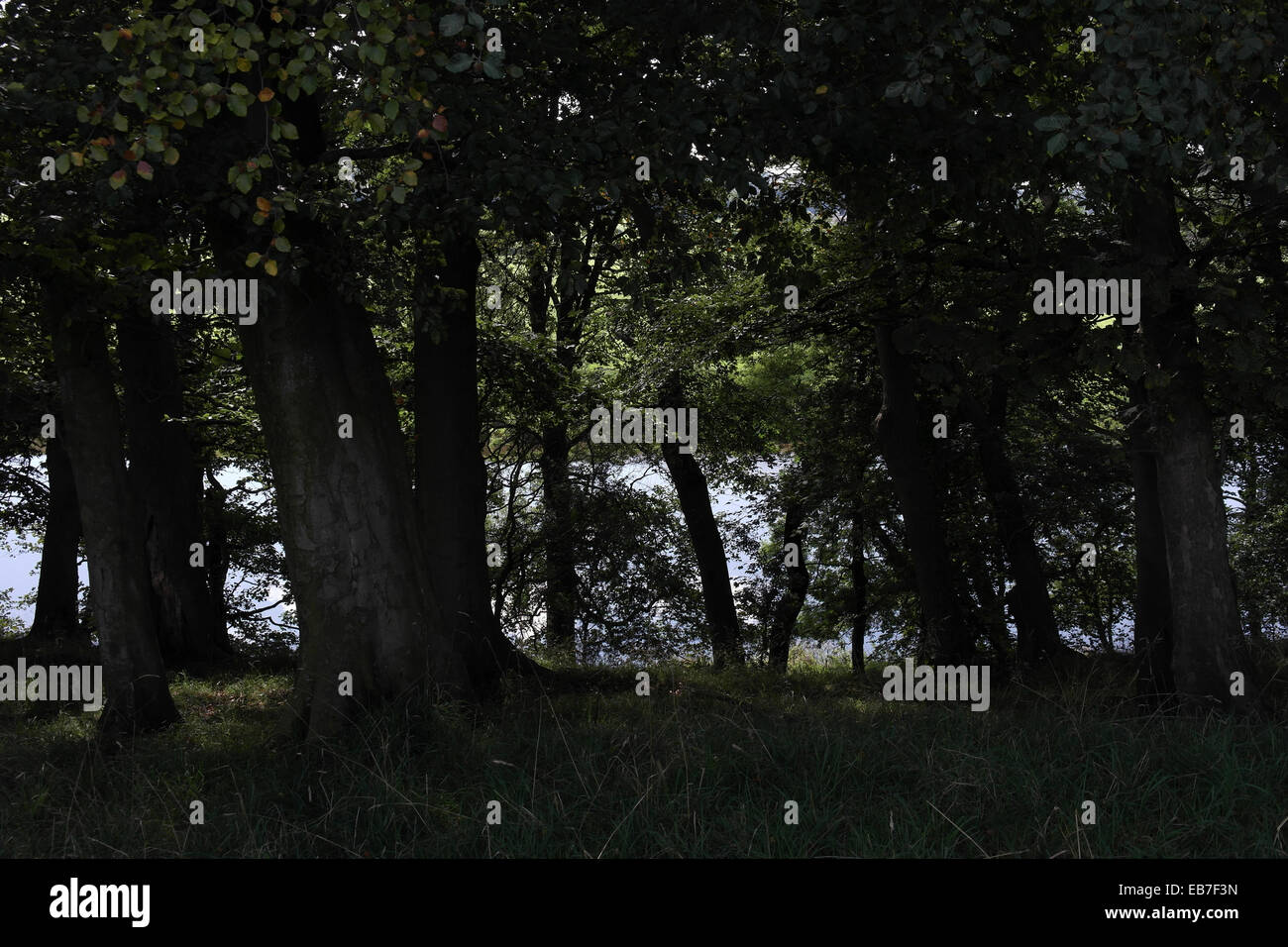 View through dark thick tree trunks woodland towards the River Ribble ...