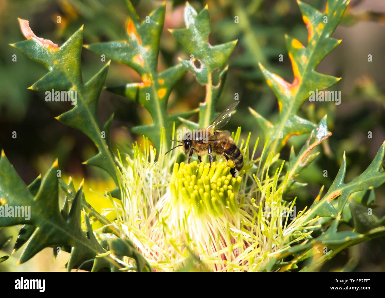 Banksia Speciosa High Resolution Stock Photography and Images - Alamy