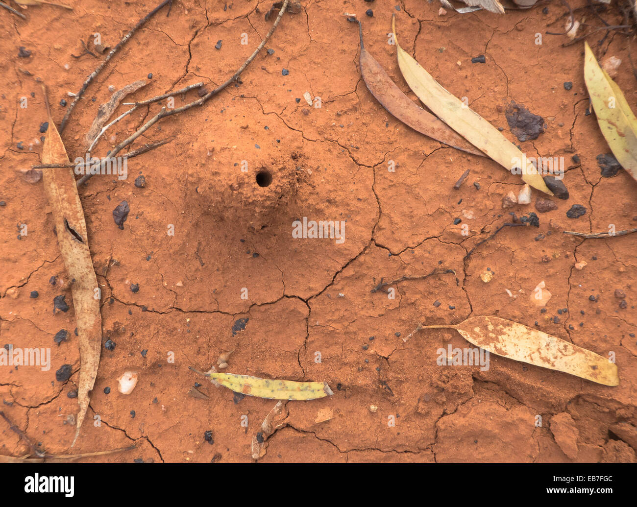 Small Insects Nest Stock Photo - Alamy