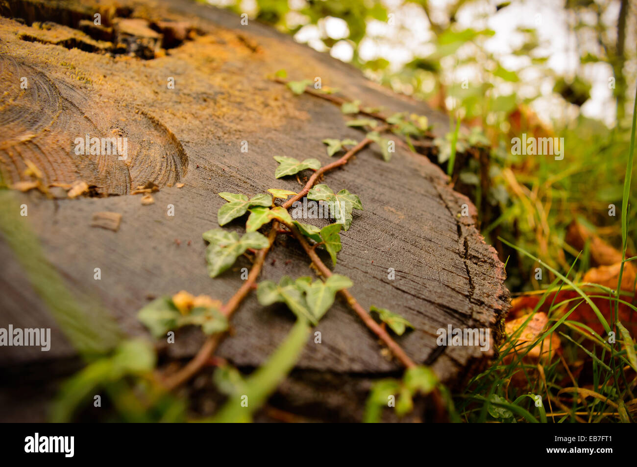 Creeping grass hi-res stock photography and images - Alamy