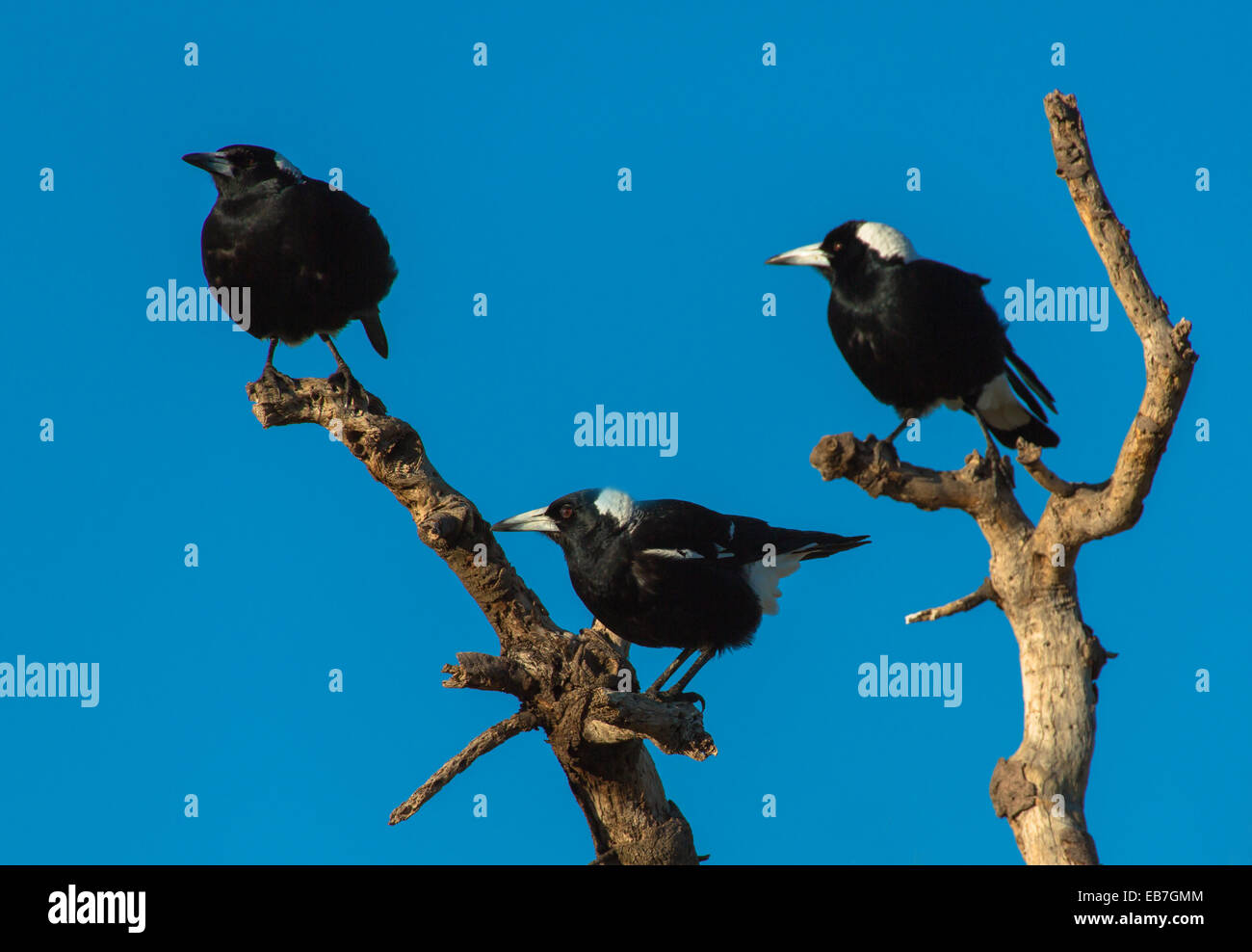 3 magpies hi-res stock photography and images - Alamy
