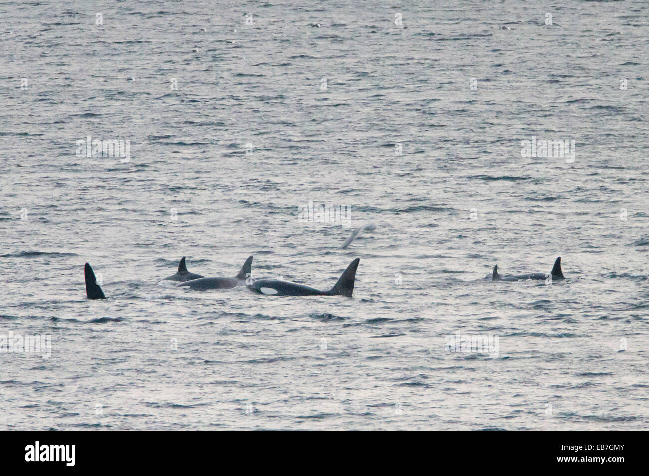 Killer whale flock, Orcinus orca Stock Photo - Alamy