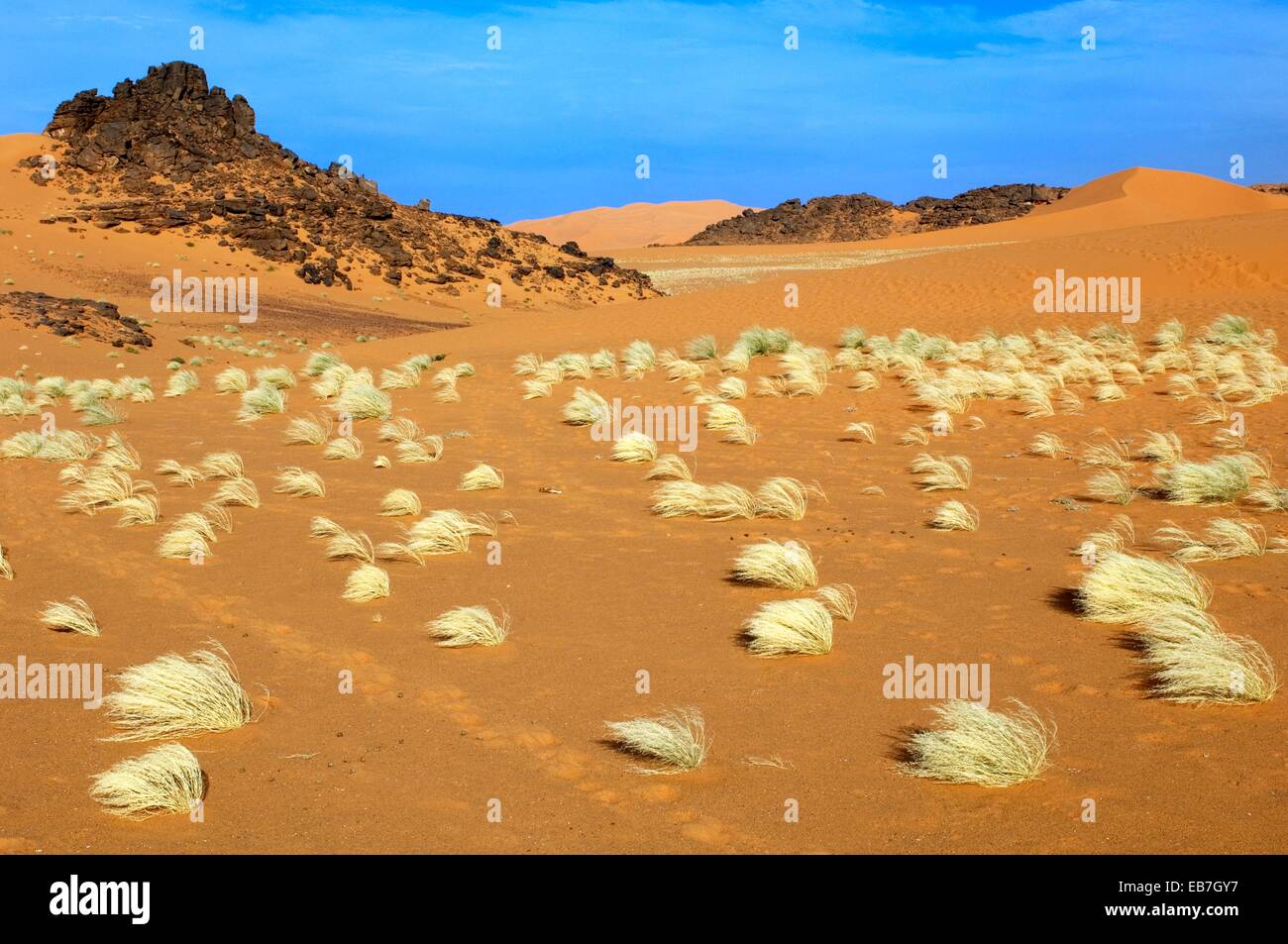 Libyan desert grass hi-res stock photography and images - Alamy