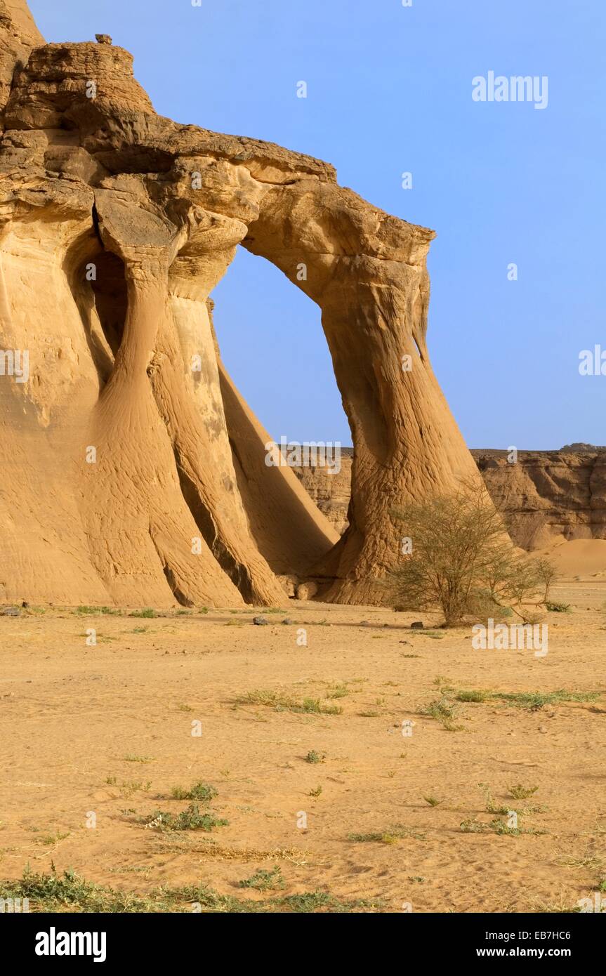 Libyan desert grass hi-res stock photography and images - Alamy