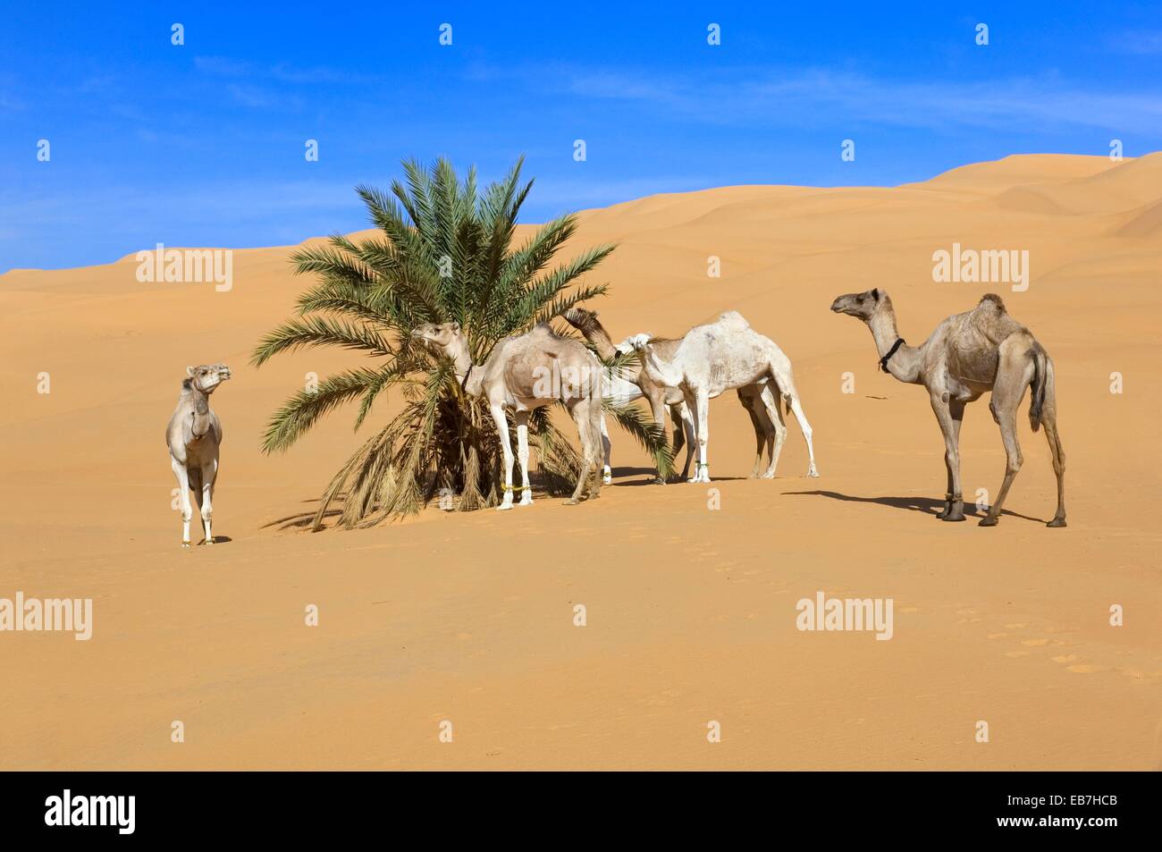 Dates libyan hi-res stock photography and images - Alamy