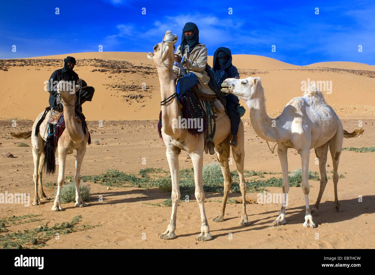 Tuaregs riding camel hi-res stock photography and images - Alamy