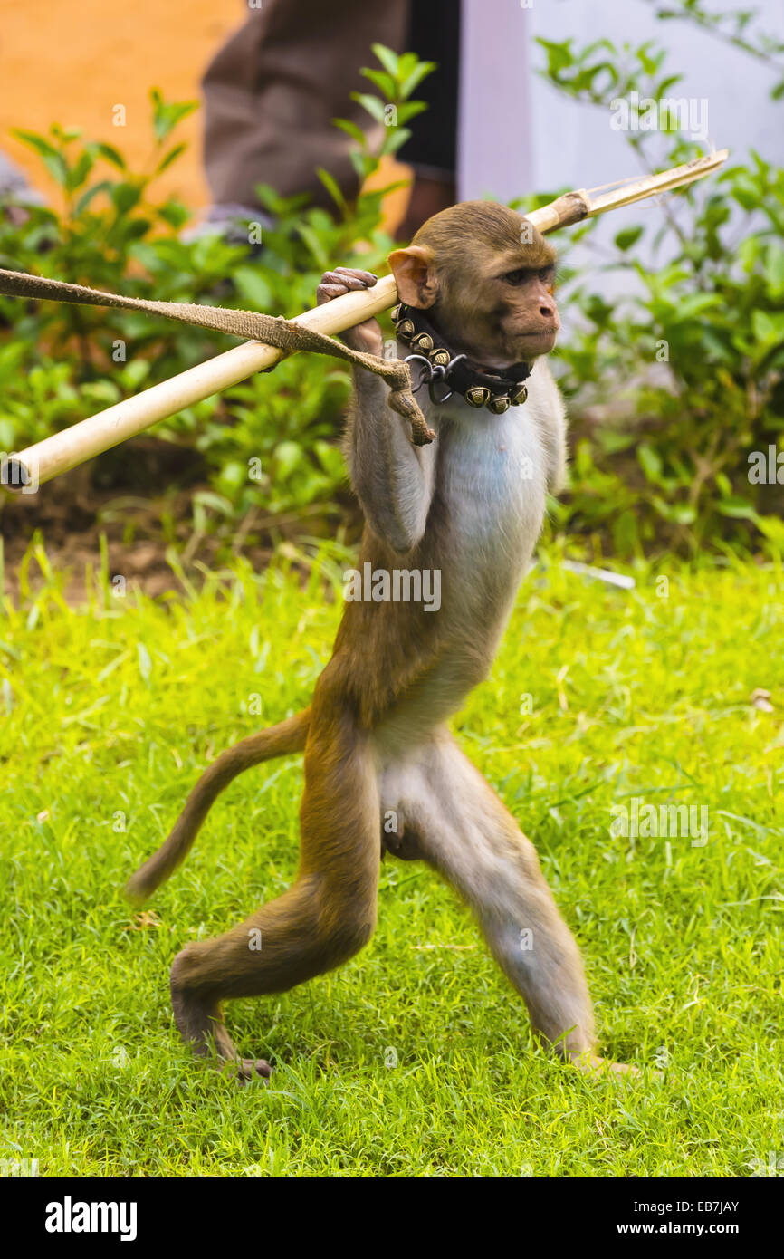 India Performing Monkeys High Resolution Stock Photography and Images ...