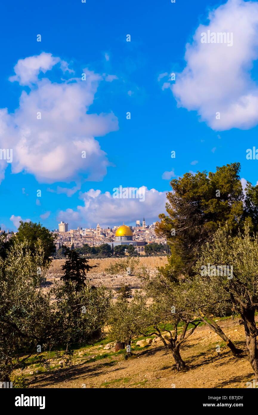 Old Olive Trees Jerusalem High Resolution Stock Photography and Images ...