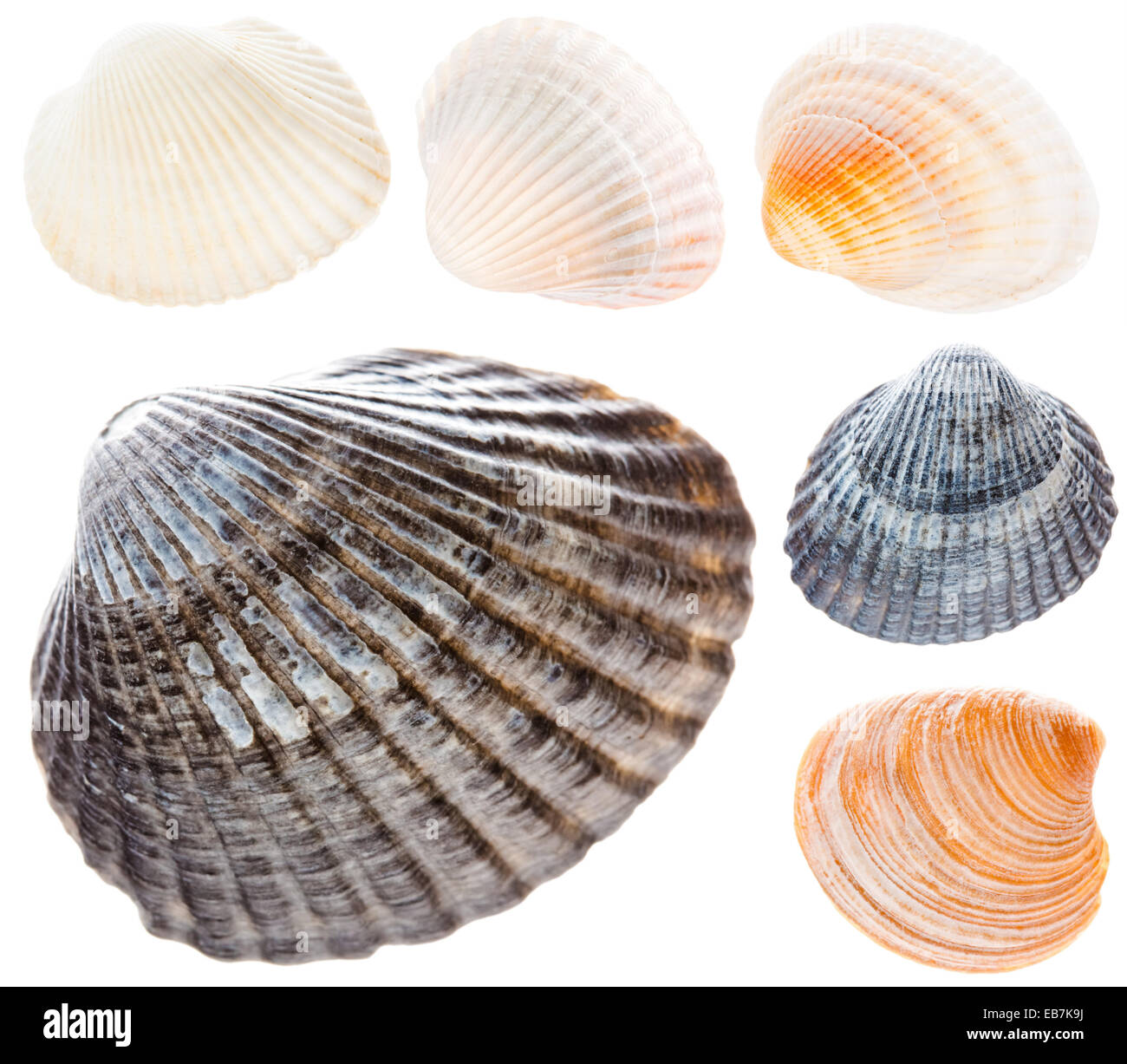Sea Cockleshells Isolated On White Background. Gray, Brown, White ...