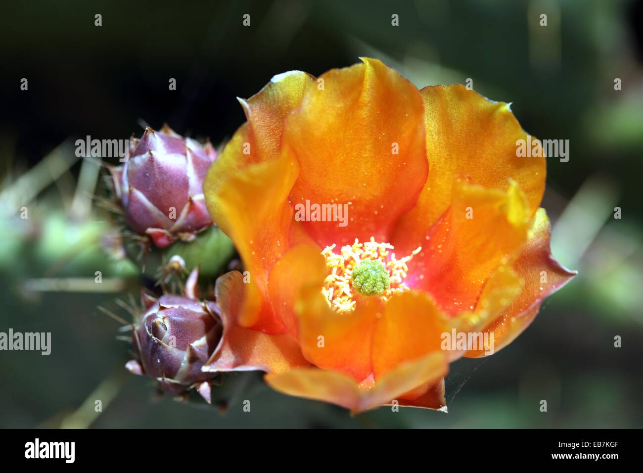 Opuntia vulgaris hi-res stock photography and images - Alamy