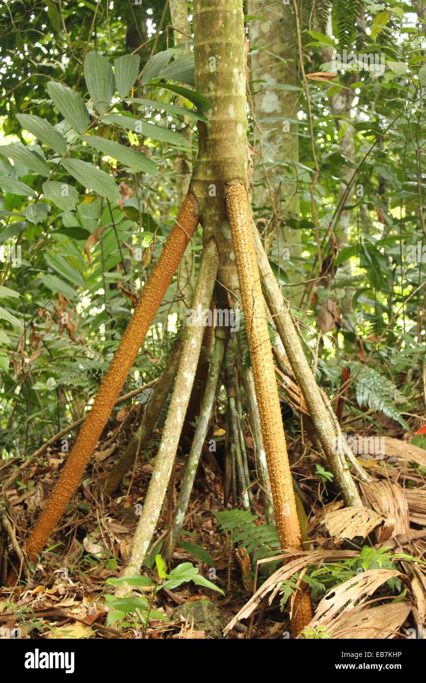 Socratea exorrhiza hi-res stock photography and images - Alamy