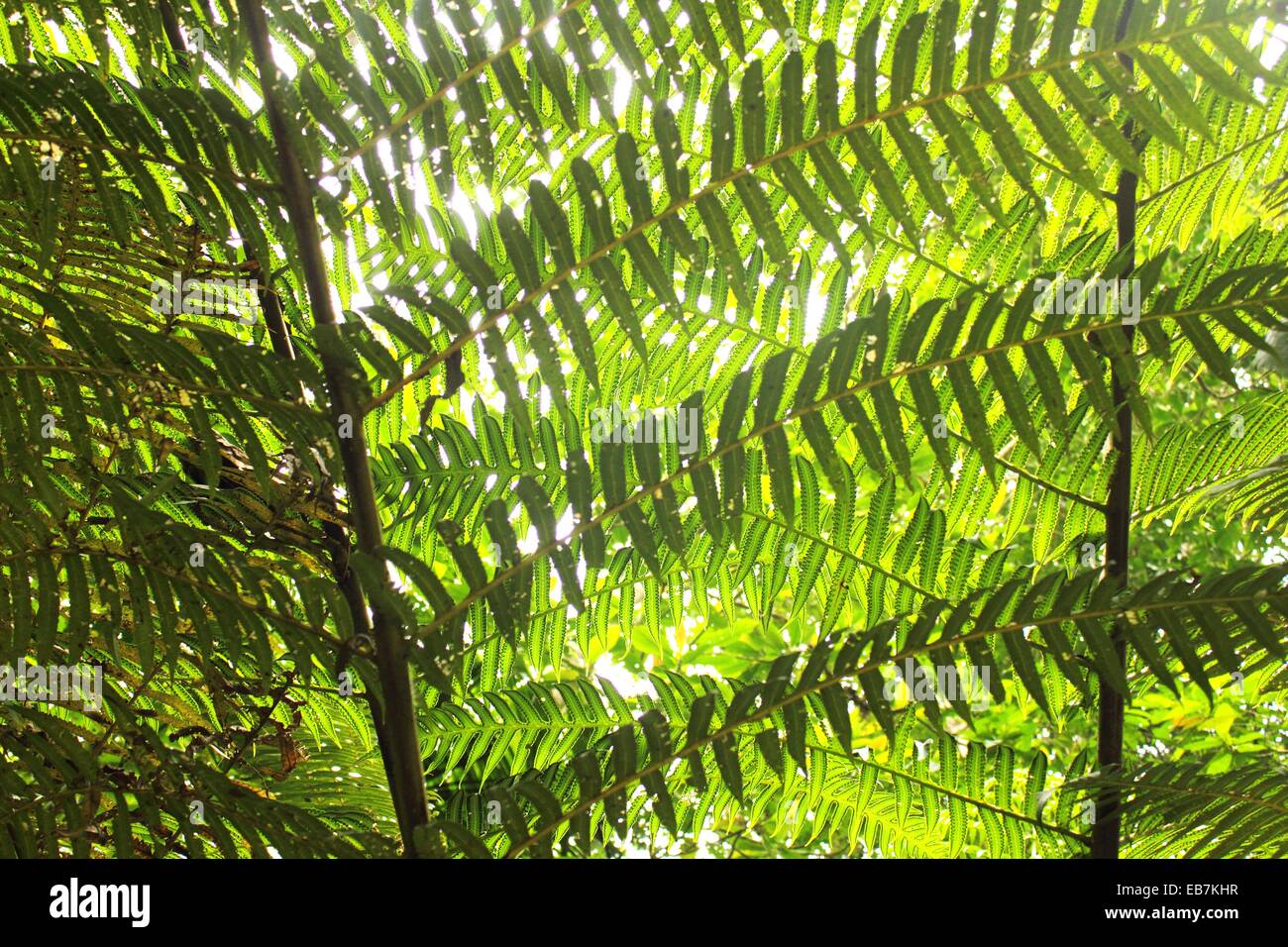 Species of ferns hi-res stock photography and images - Alamy