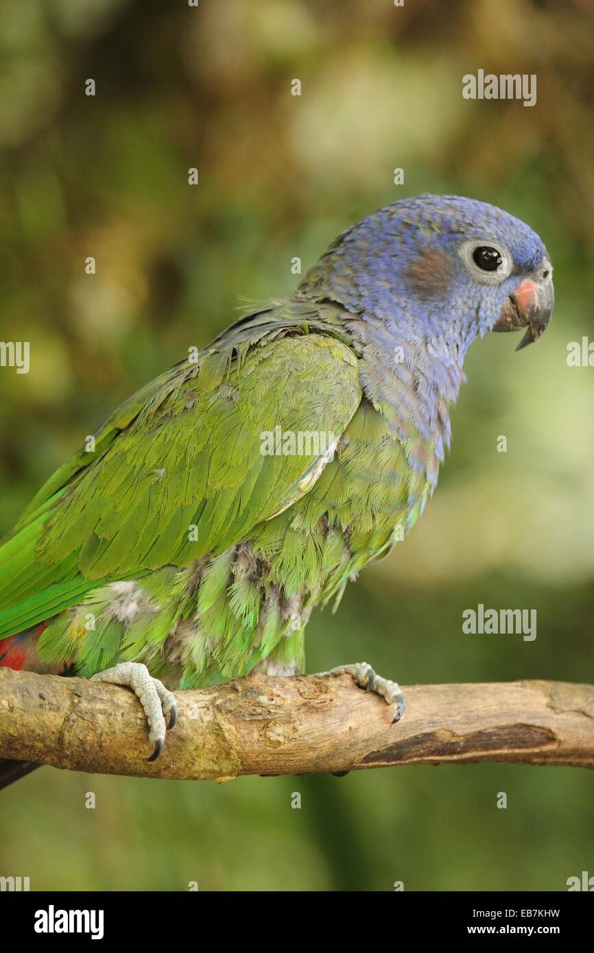 Parrot gathering hi-res stock photography and images - Alamy