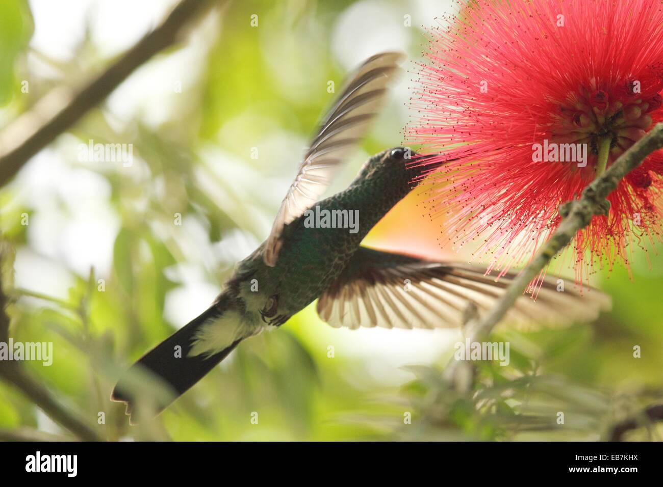 Metabolic diversity hi-res stock photography and images - Alamy