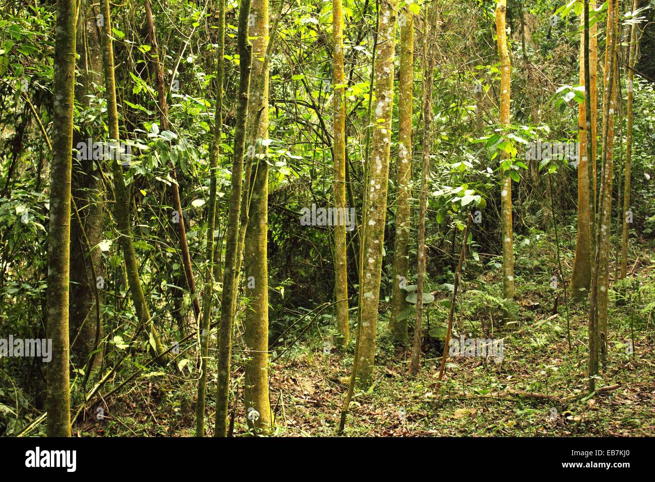 Biodiversity hotspot forest hi-res stock photography and images - Alamy