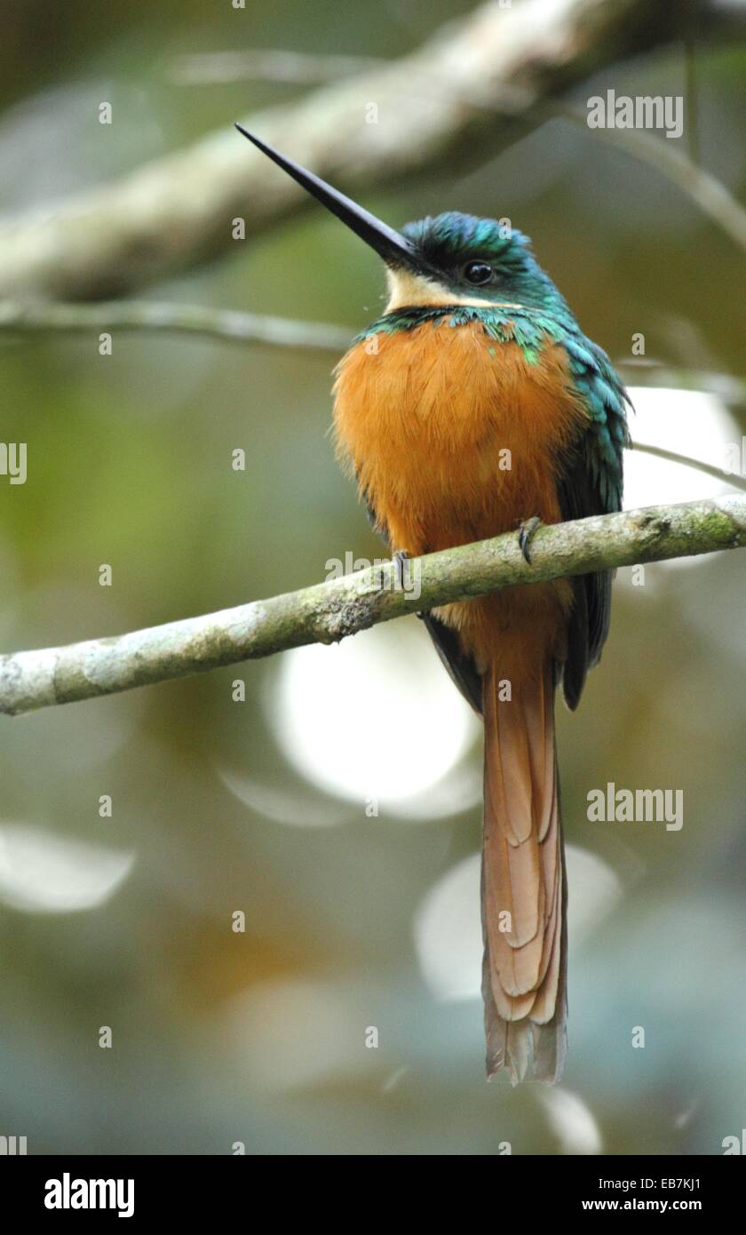 Rufous Tailed Jacamar