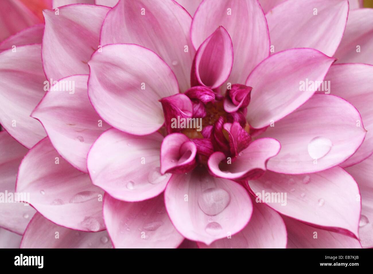 Chrysanthemum close up Stock Photo - Alamy