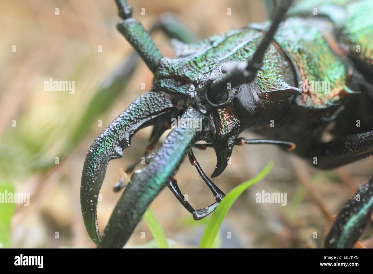 Iridescent longhorn beetle hi-res stock photography and images - Alamy